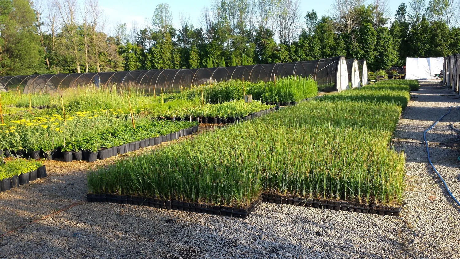 The Perennial Nursery — Northwind Perennial Farm