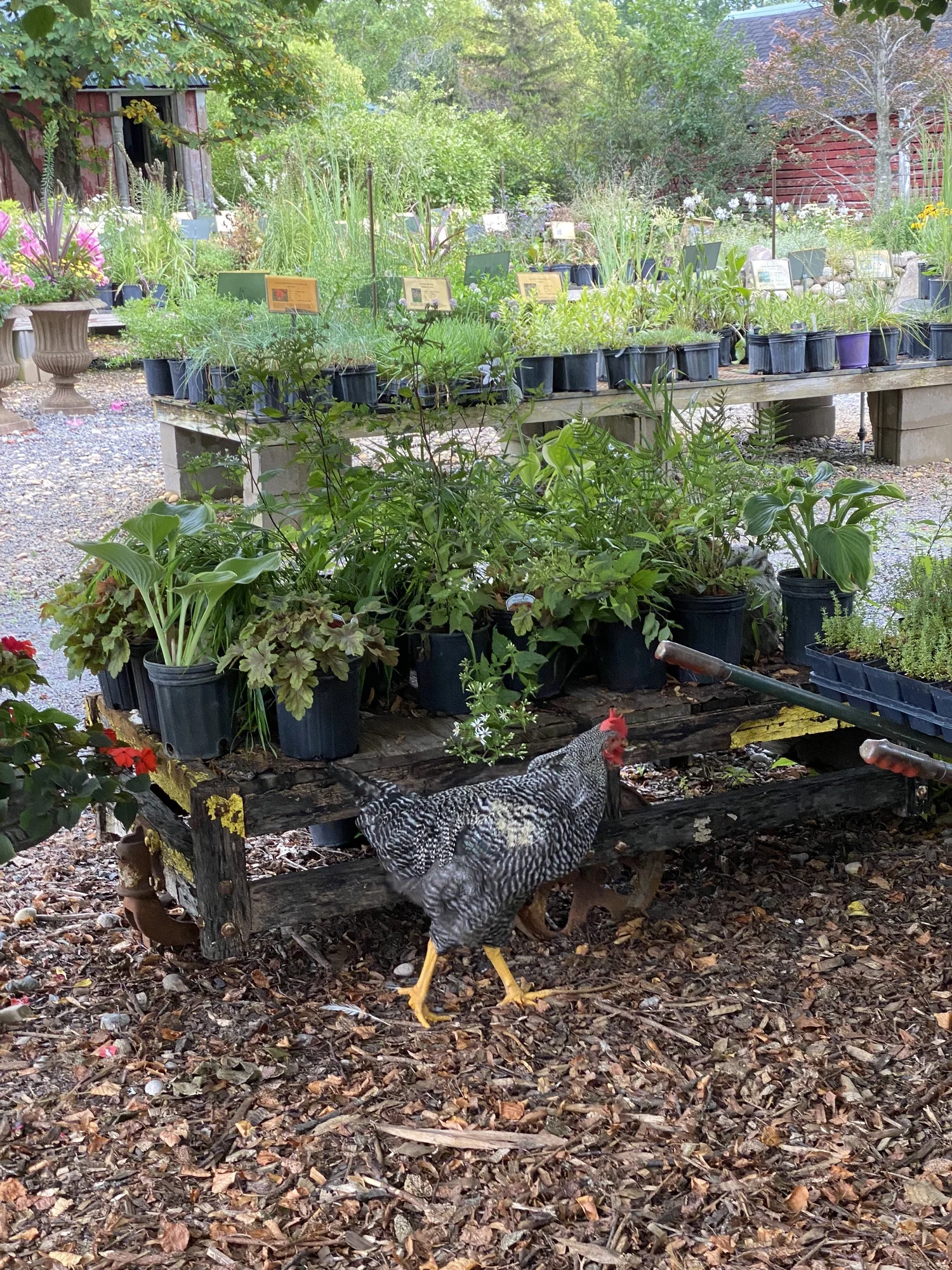 The Perennial Nursery — Northwind Perennial Farm