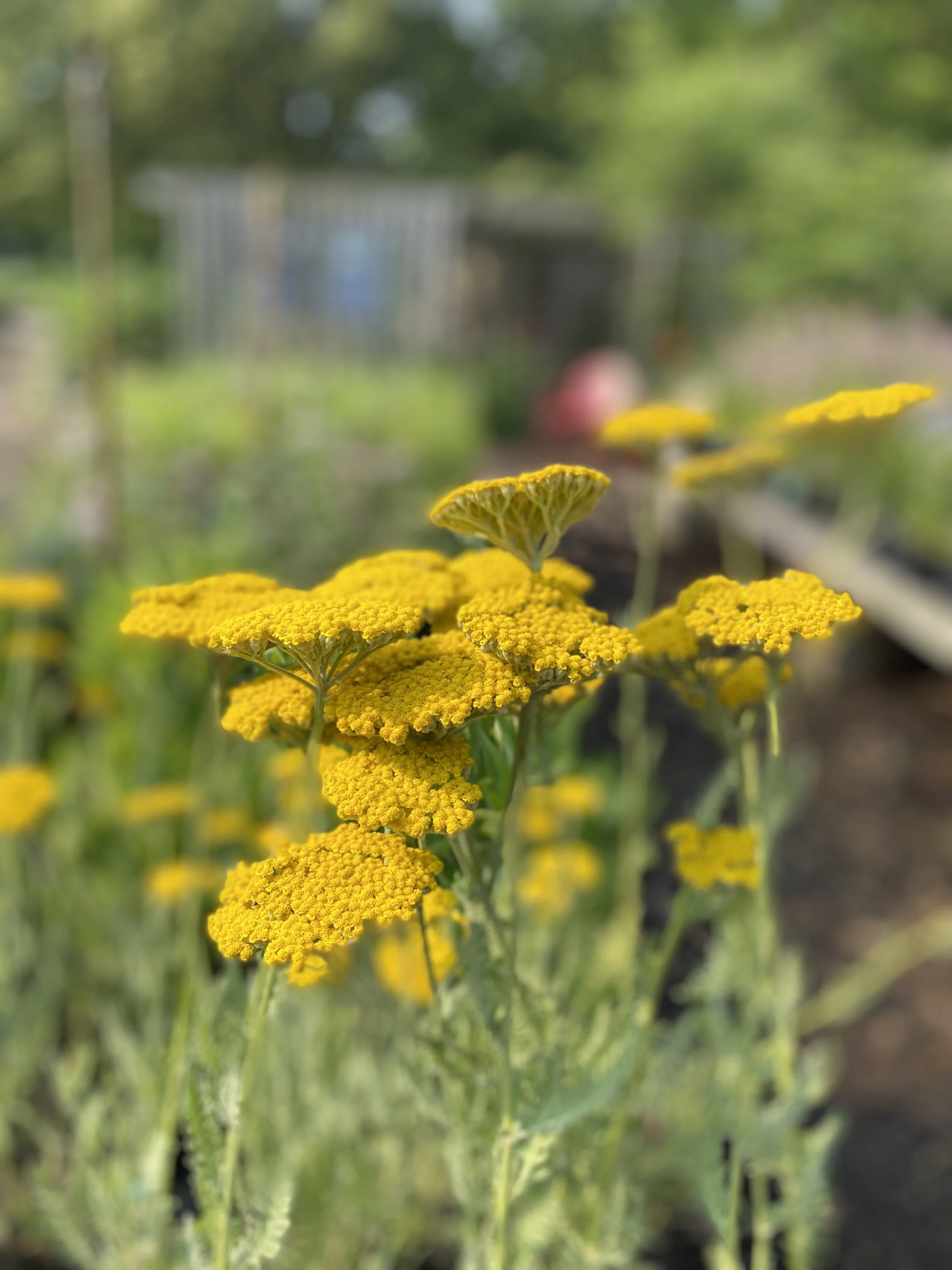 Pollinator Pattern Eight — Northwind Perennial Farm