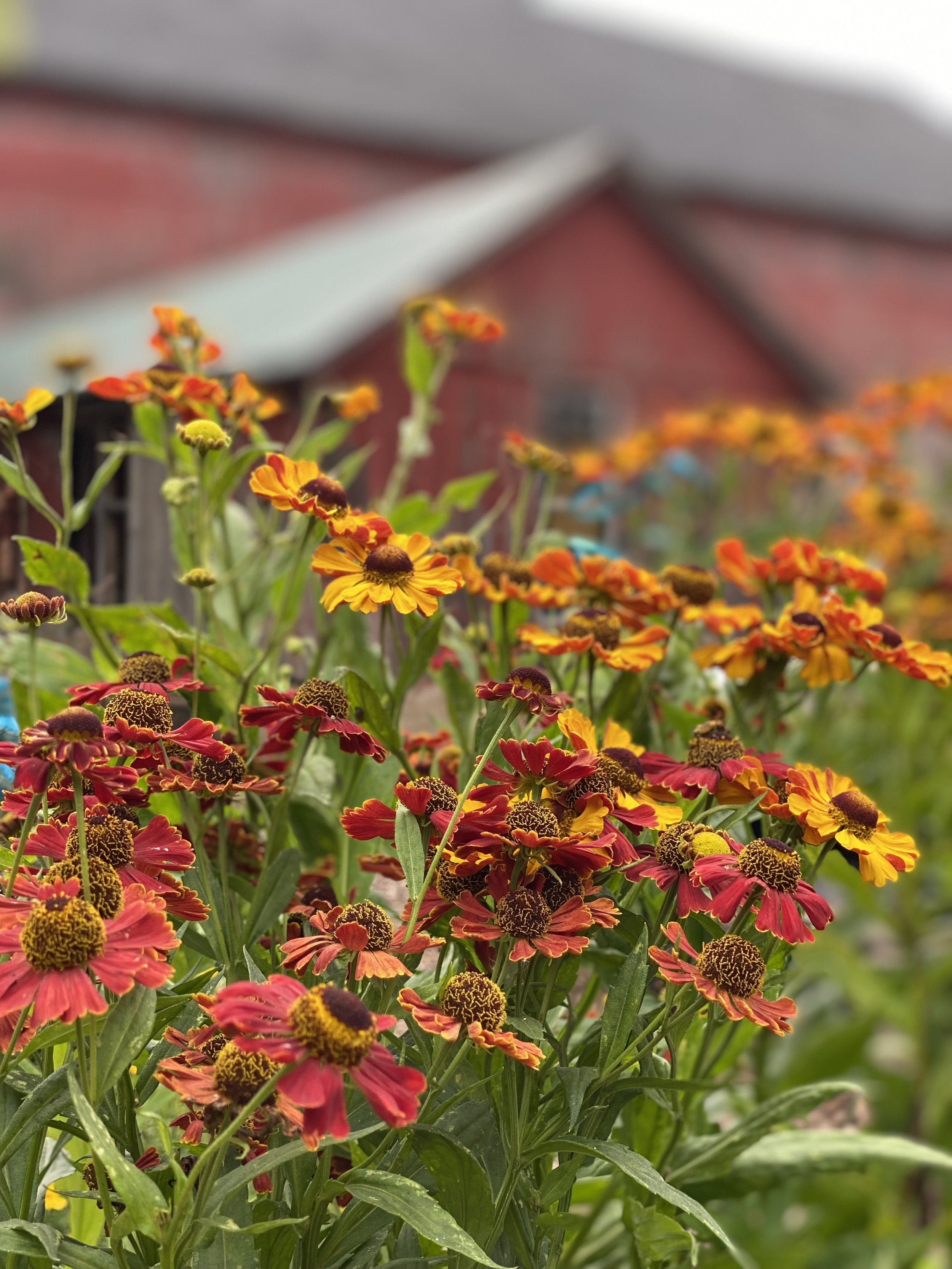 The Perennial Nursery — Northwind Perennial Farm