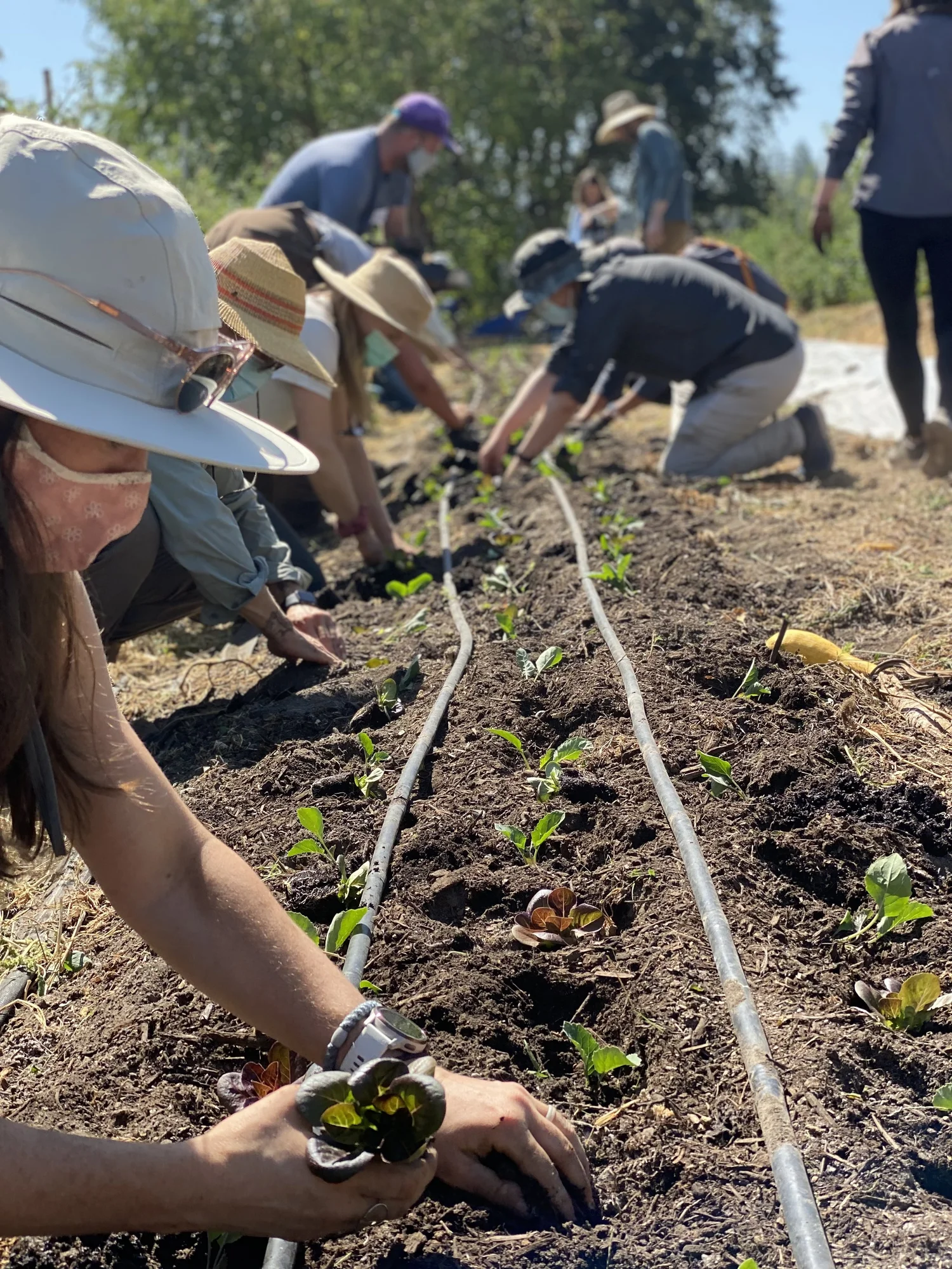 Learn | Enhance Farming Skills Today — Singing Frogs Farm