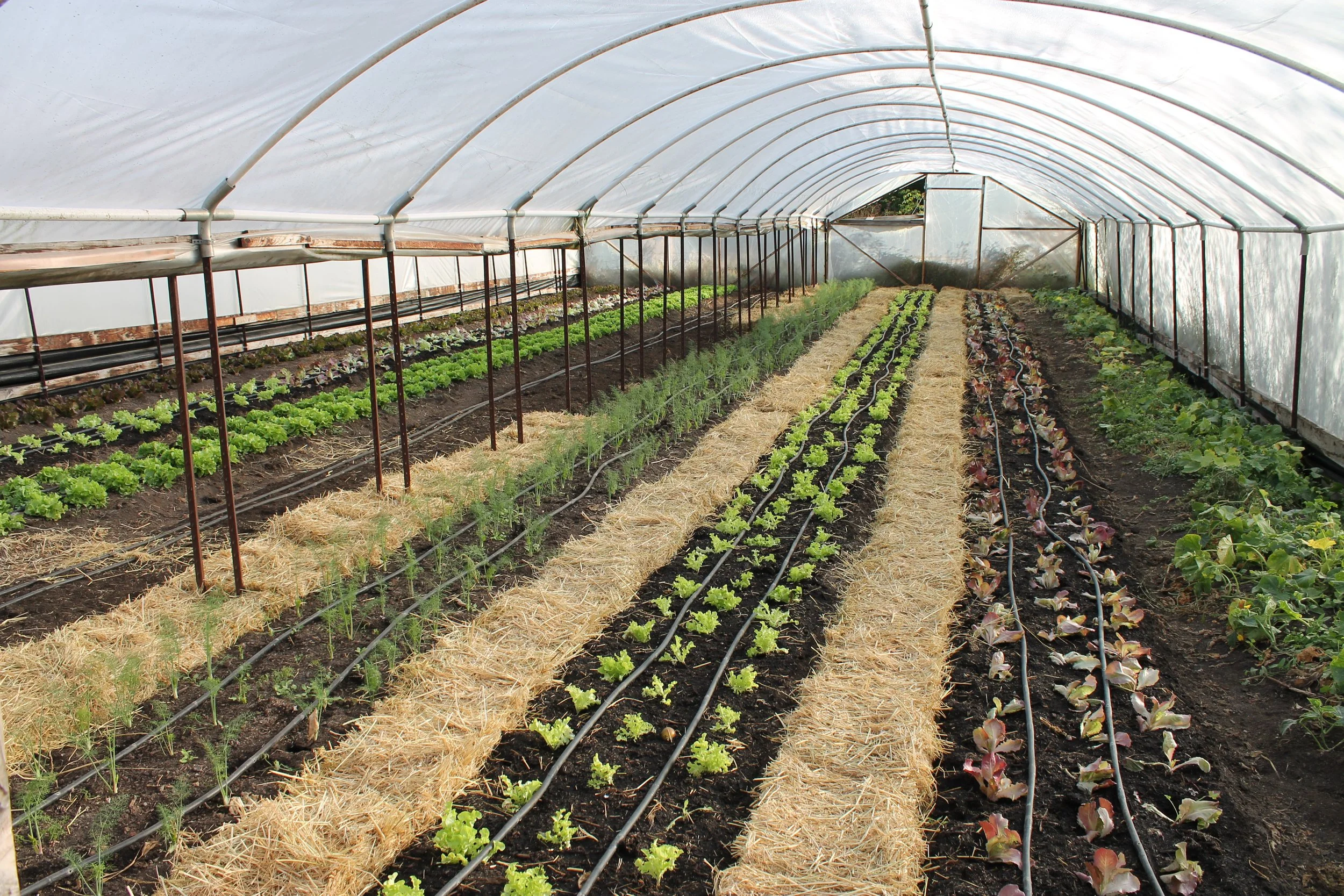 Gallery 2 — Singing Frogs Farm