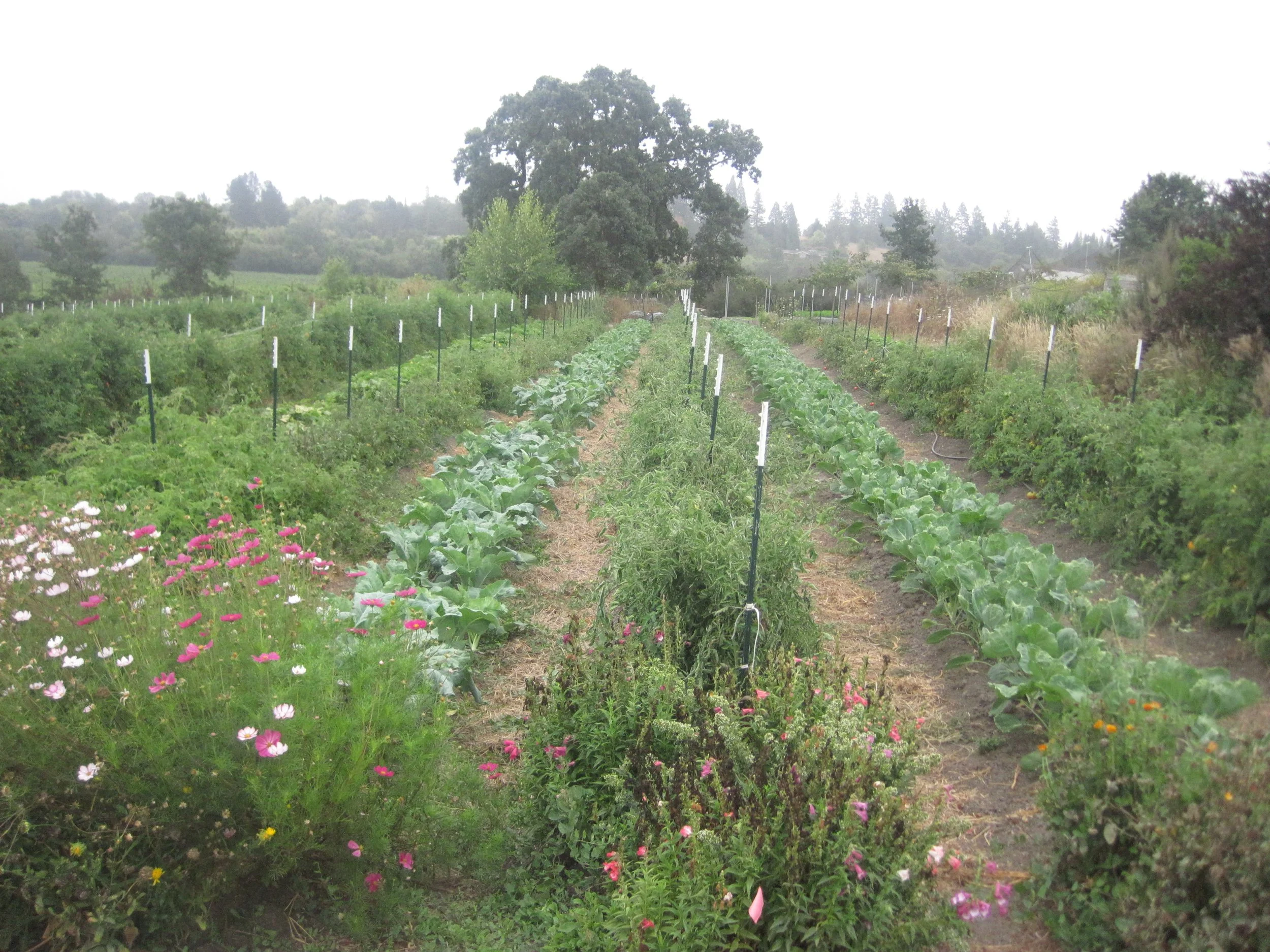 Gallery 2 — Singing Frogs Farm