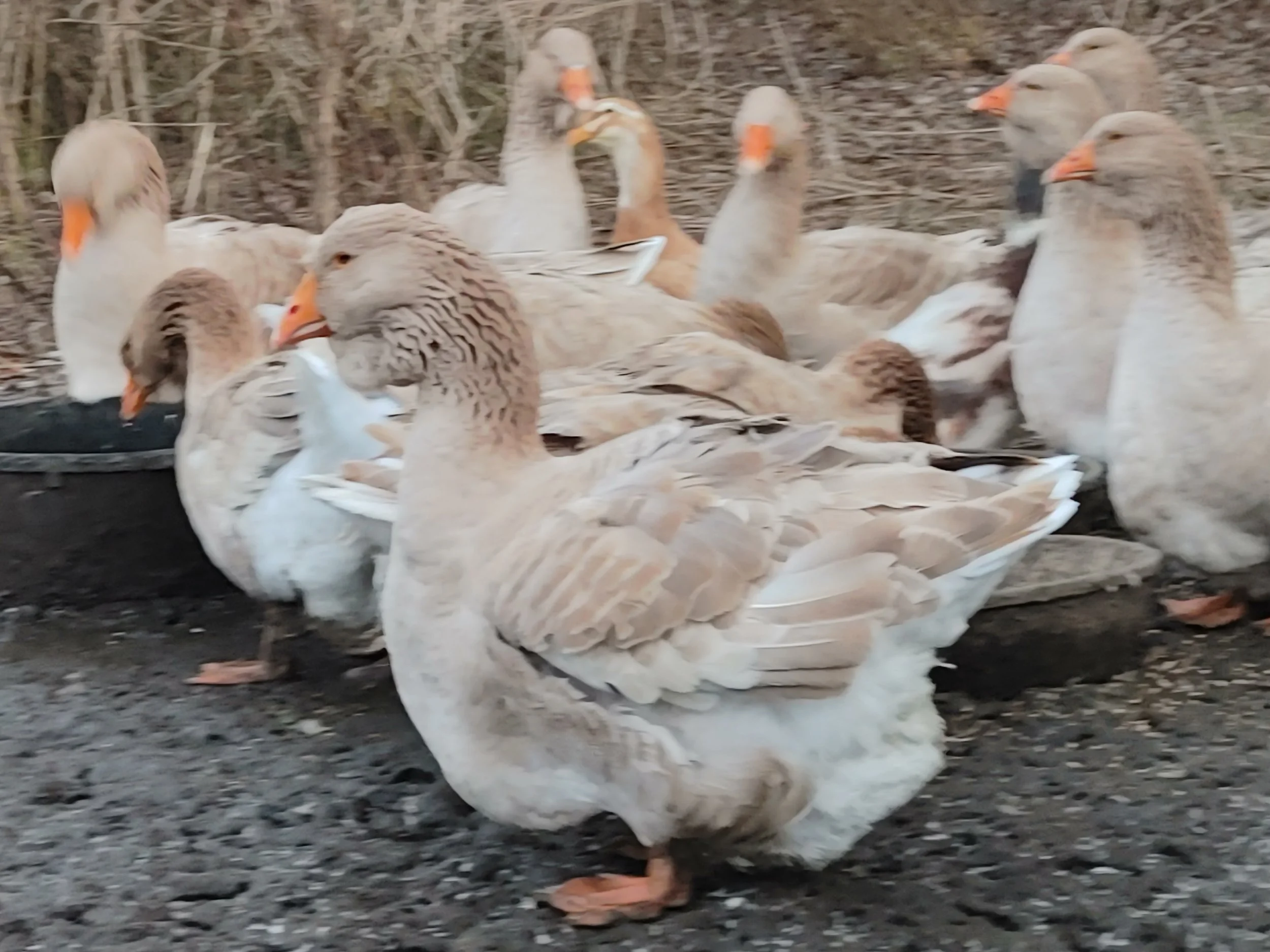 Buff Toulouse geese- Ester Run Farm