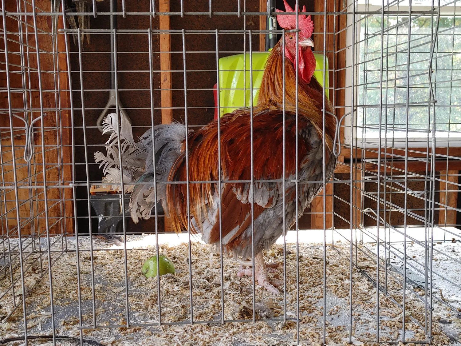 Dorking chickens- Ester Run Farm