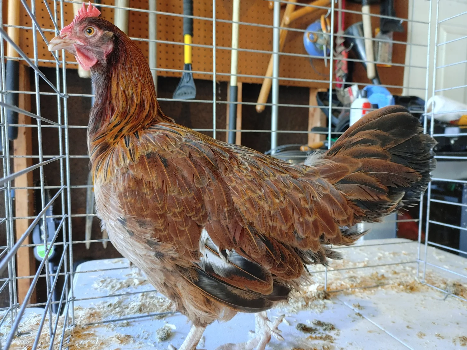 Dorking chickens- Ester Run Farm