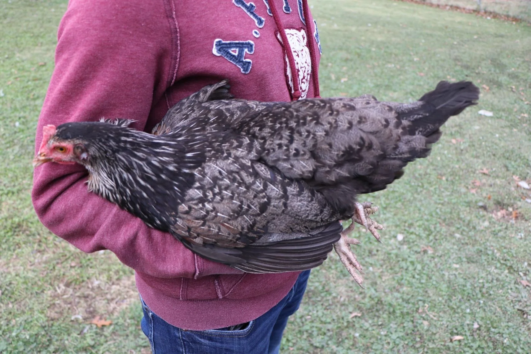 Dorking chickens- Ester Run Farm