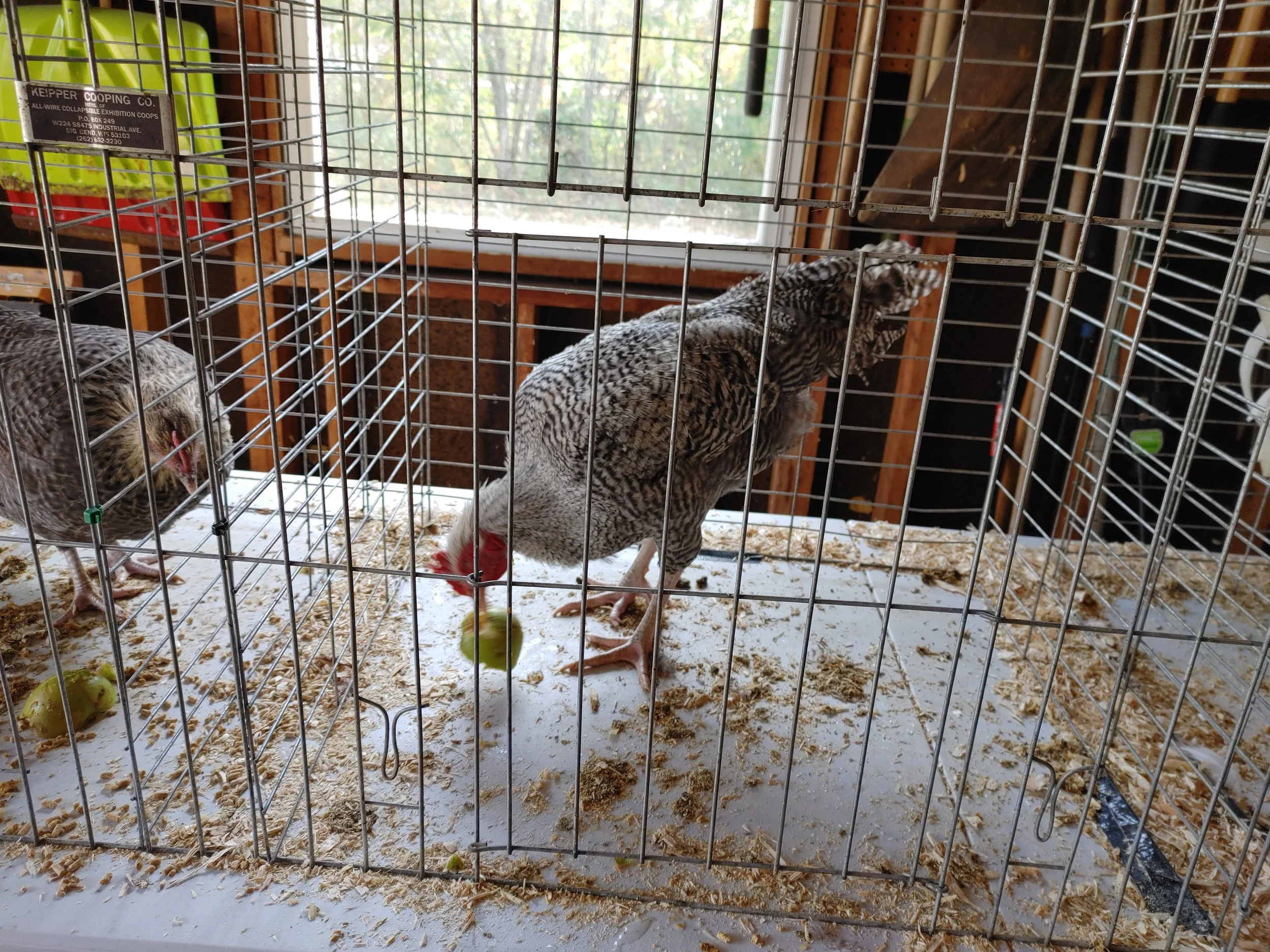 Dorking chickens- Ester Run Farm