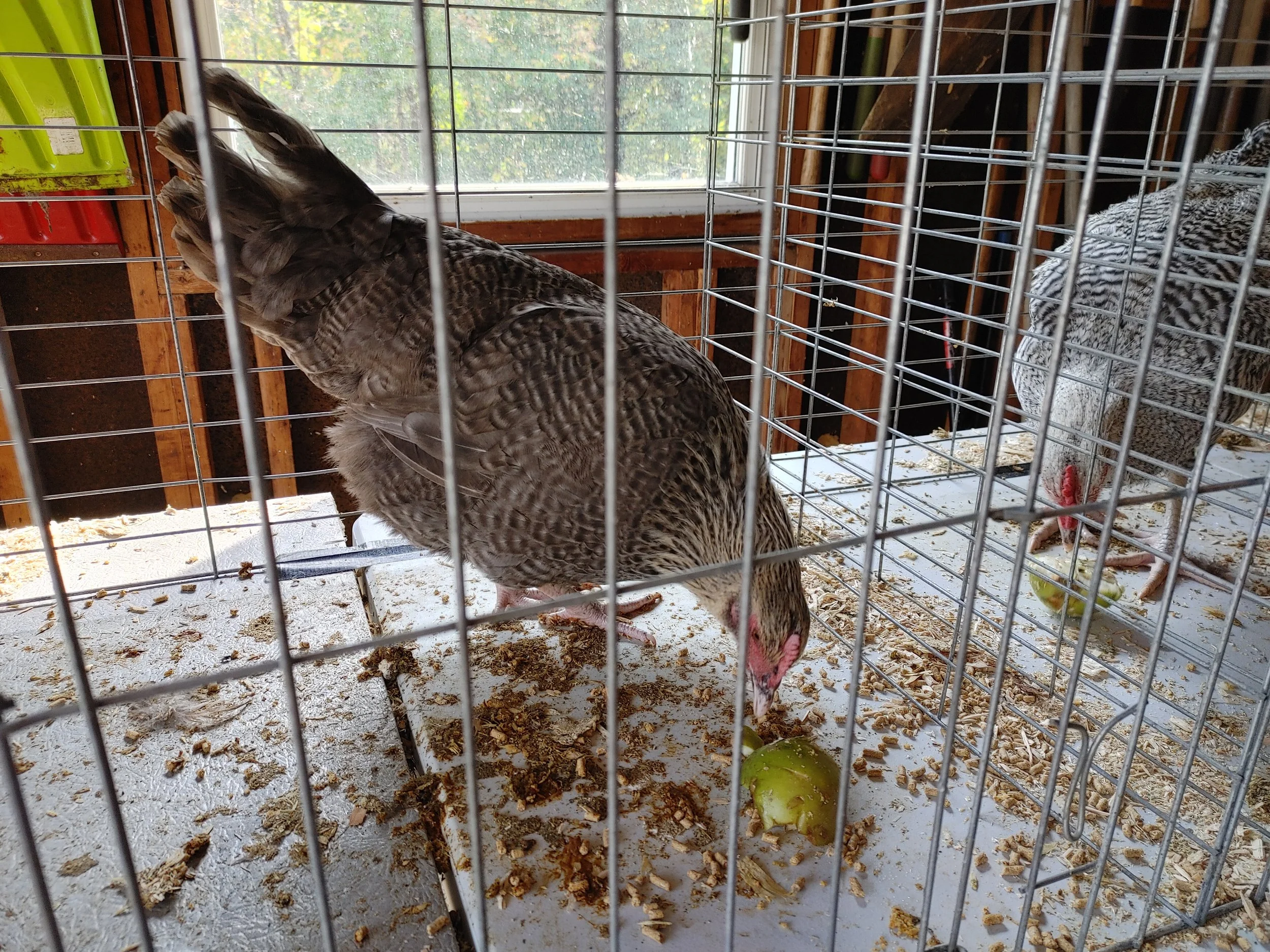 Dorking chickens- Ester Run Farm