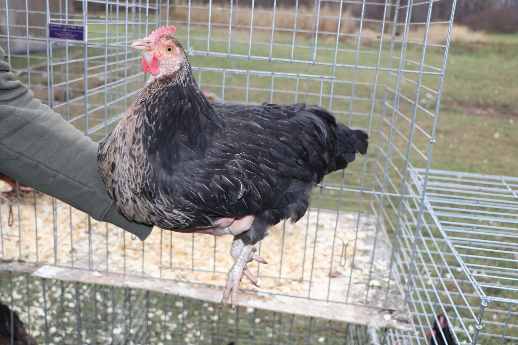 Dorking chickens- Ester Run Farm