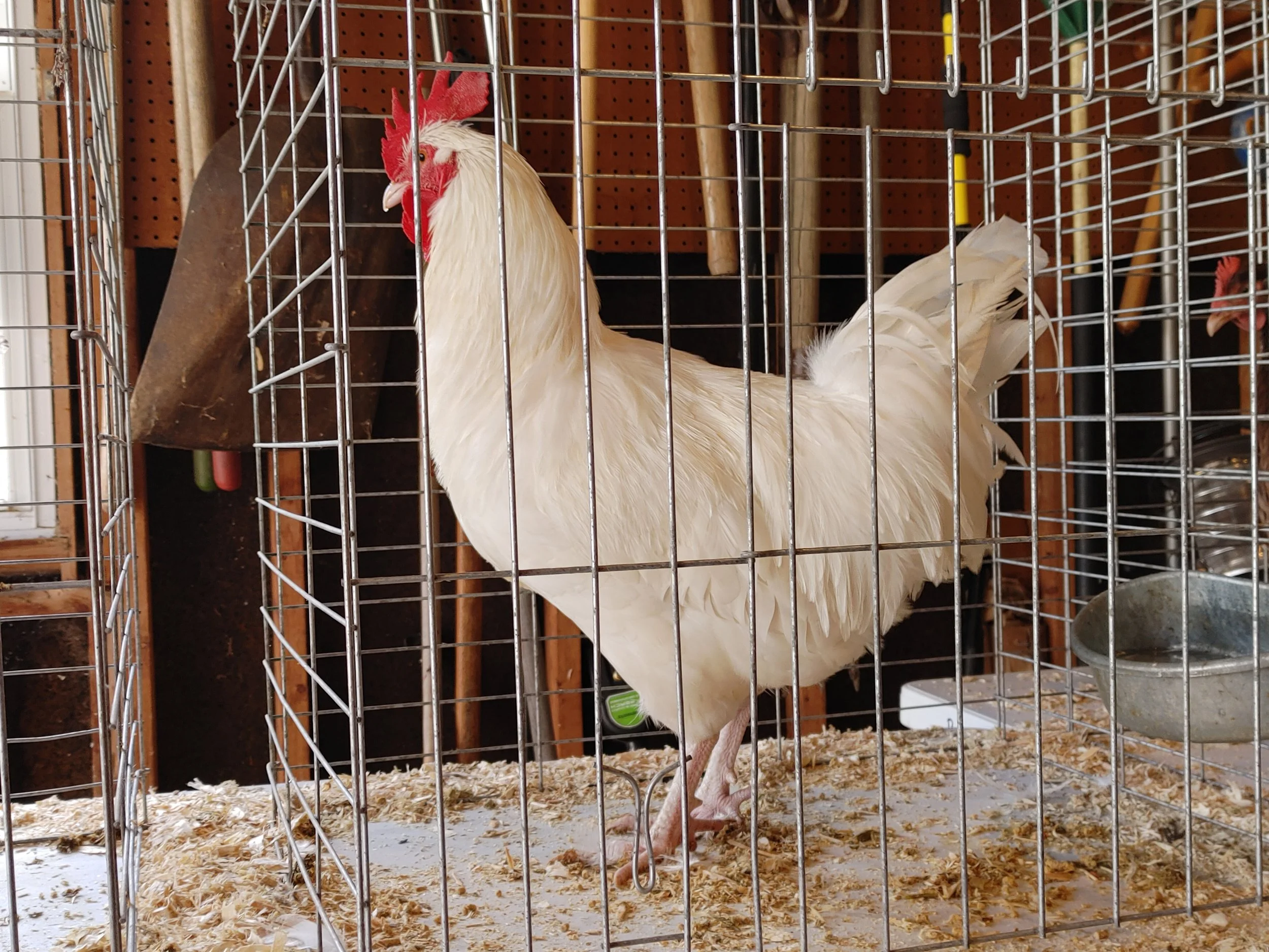 Dorking chickens- Ester Run Farm