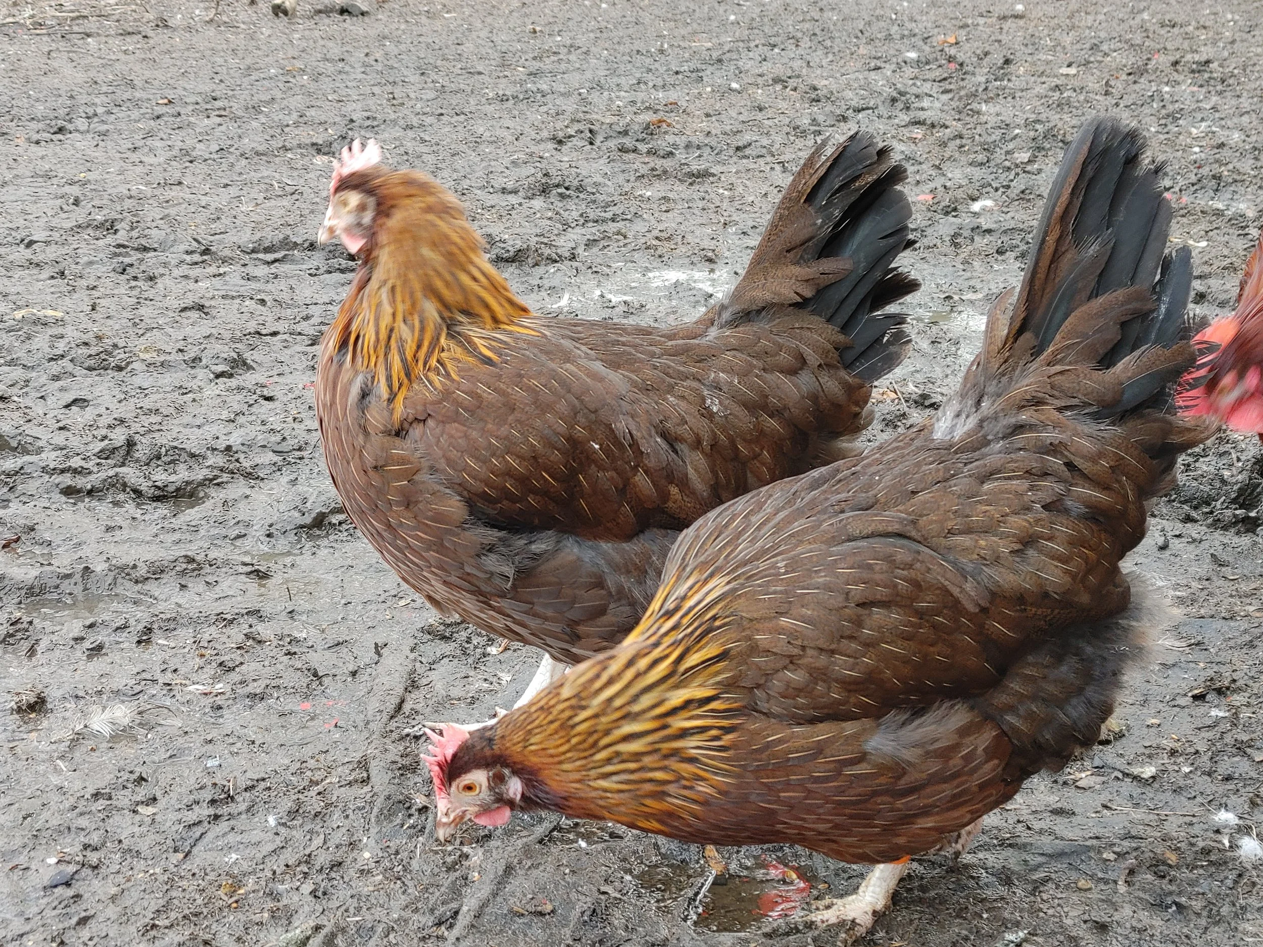 Dorking chickens- Ester Run Farm