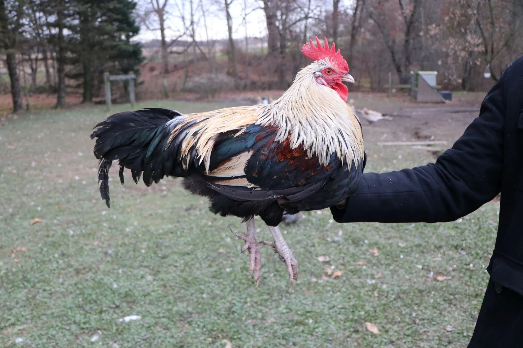 Dorking chickens- Ester Run Farm
