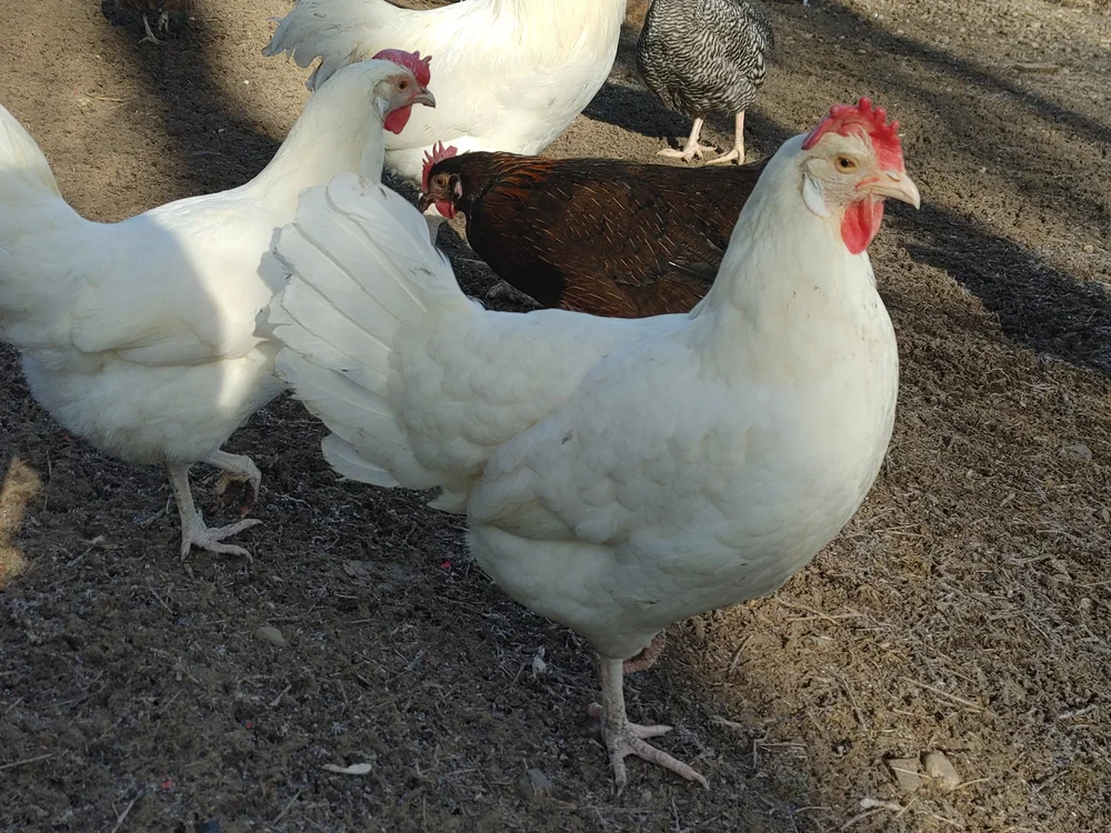 Minorca chickens- Ester Run Farm