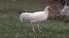 Minorca chickens- Ester Run Farm