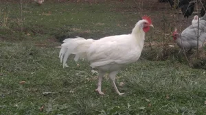 Minorca chickens- Ester Run Farm