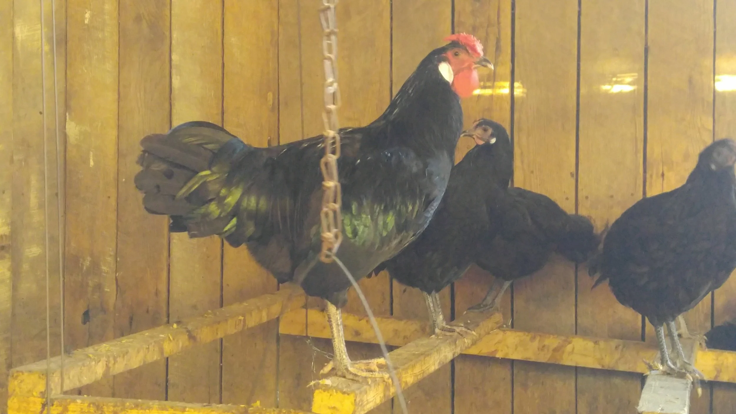 Minorca chickens- Ester Run Farm