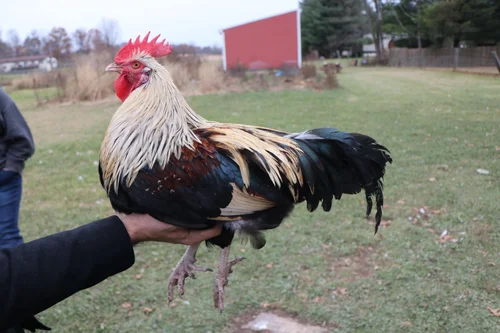 Ester Run Farm- Bellville, Ohio