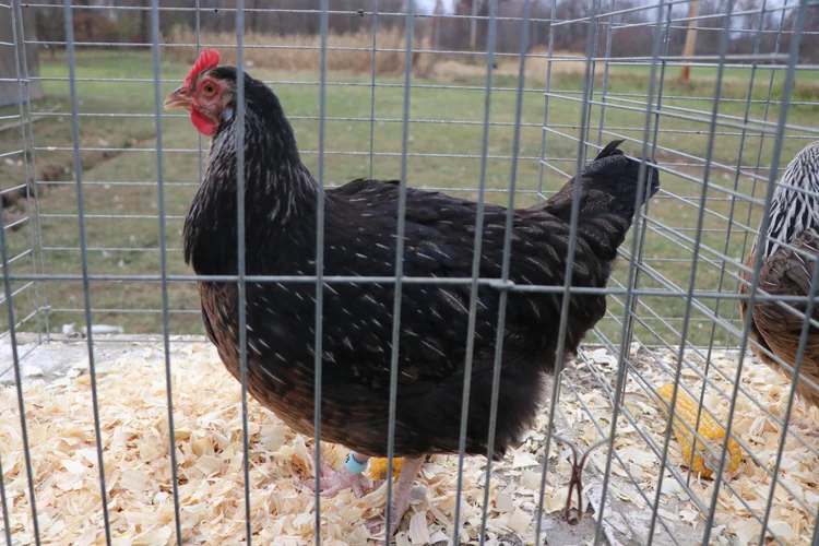 Dorking chickens- Ester Run Farm