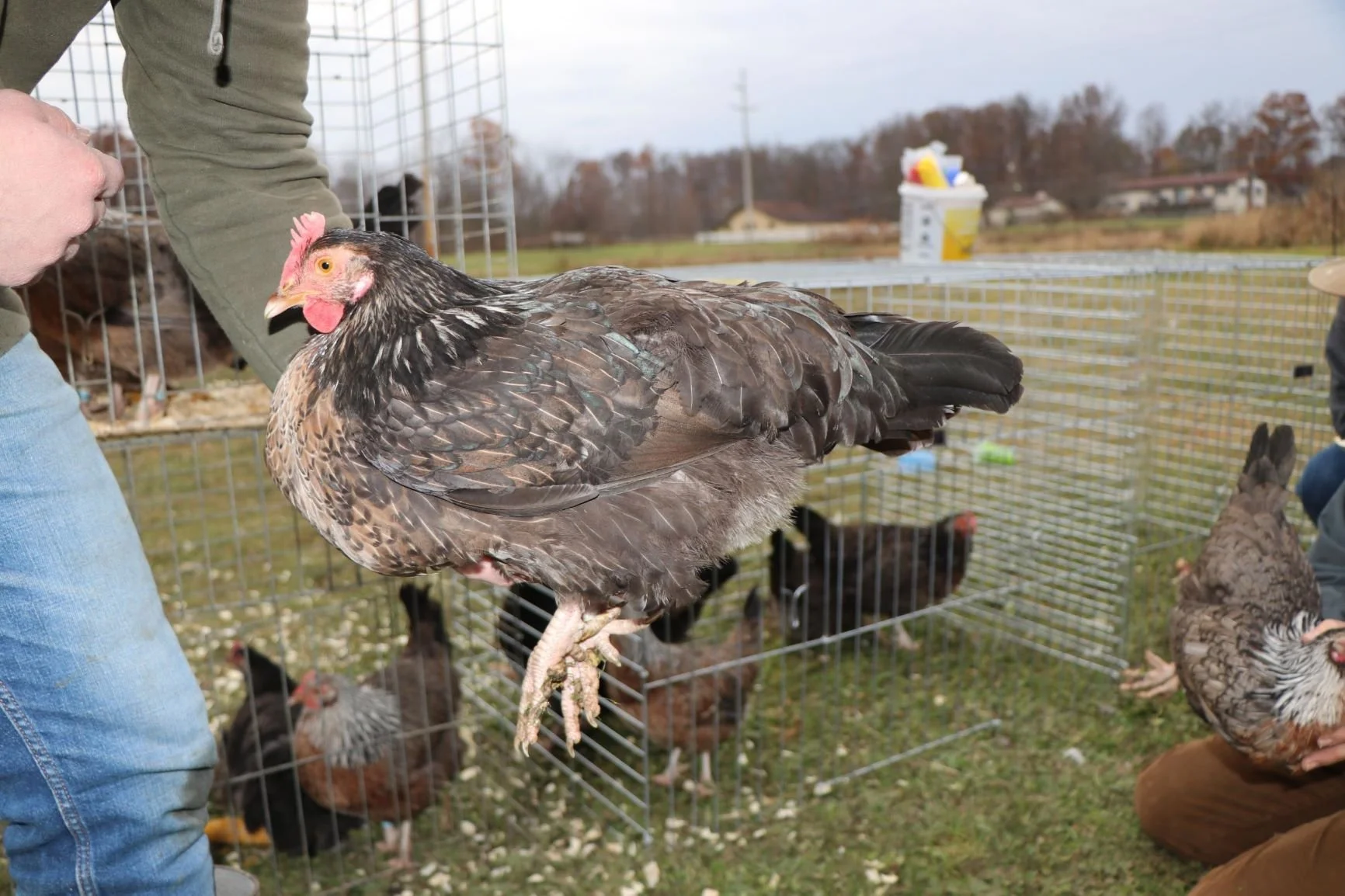Dorking chickens- Ester Run Farm