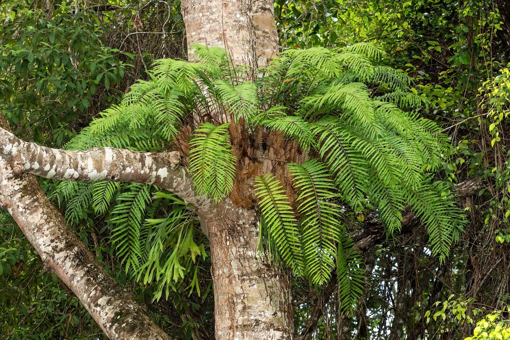 KS3 Tropical Rainforests | Learn, Explore, Conserve Today — GeogOn