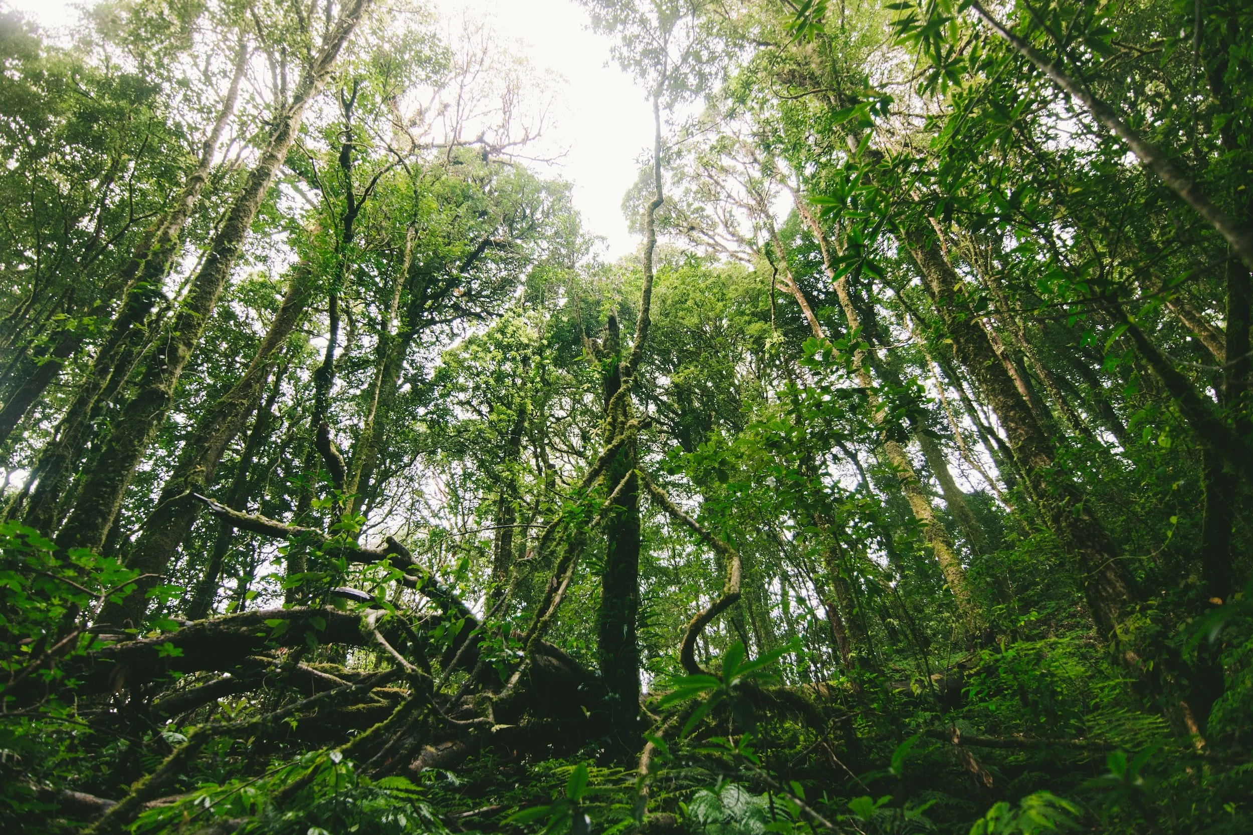 KS3 Tropical Rainforests — GeogOn