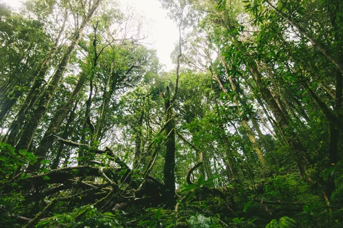 KS3 Tropical Rainforests | Learn, Explore, Conserve Today — GeogOn