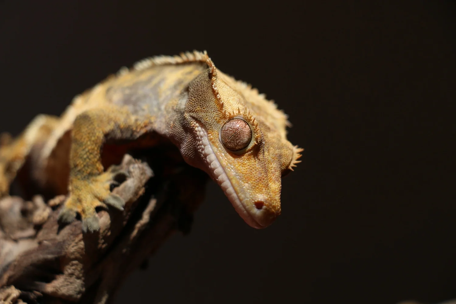 KS3 Tropical Rainforests | Learn, Explore, Conserve Today — GeogOn