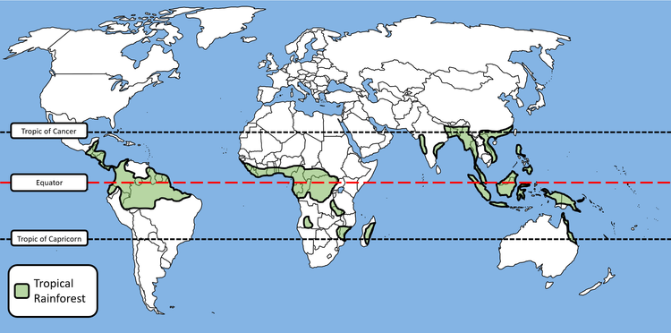 KS3 Tropical Rainforests — GeogOn