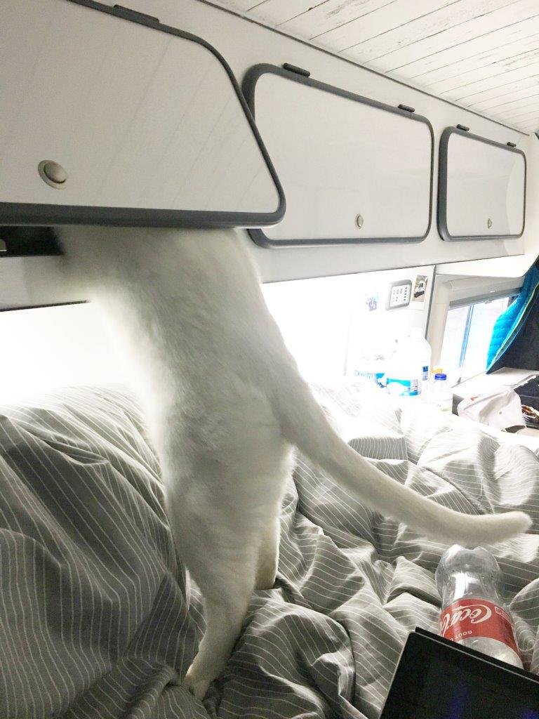 Van life — Luetchford Ski Racers