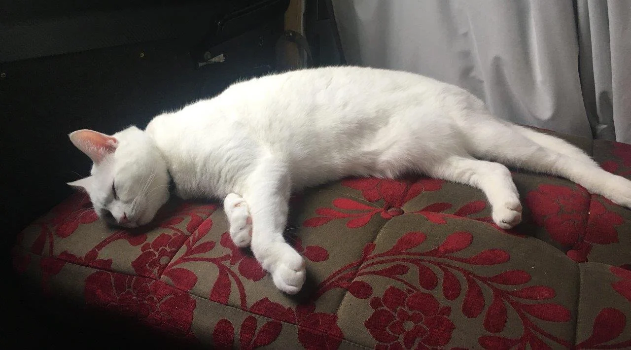 Van life — Luetchford Ski Racers