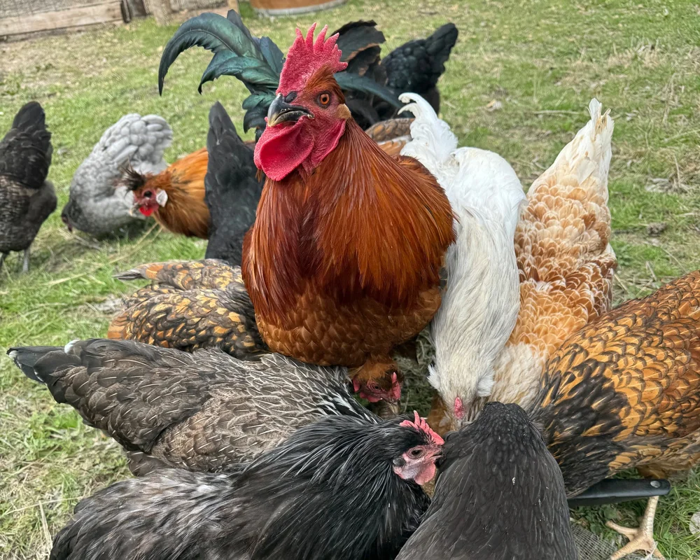 Elizabeth Farm — FMS