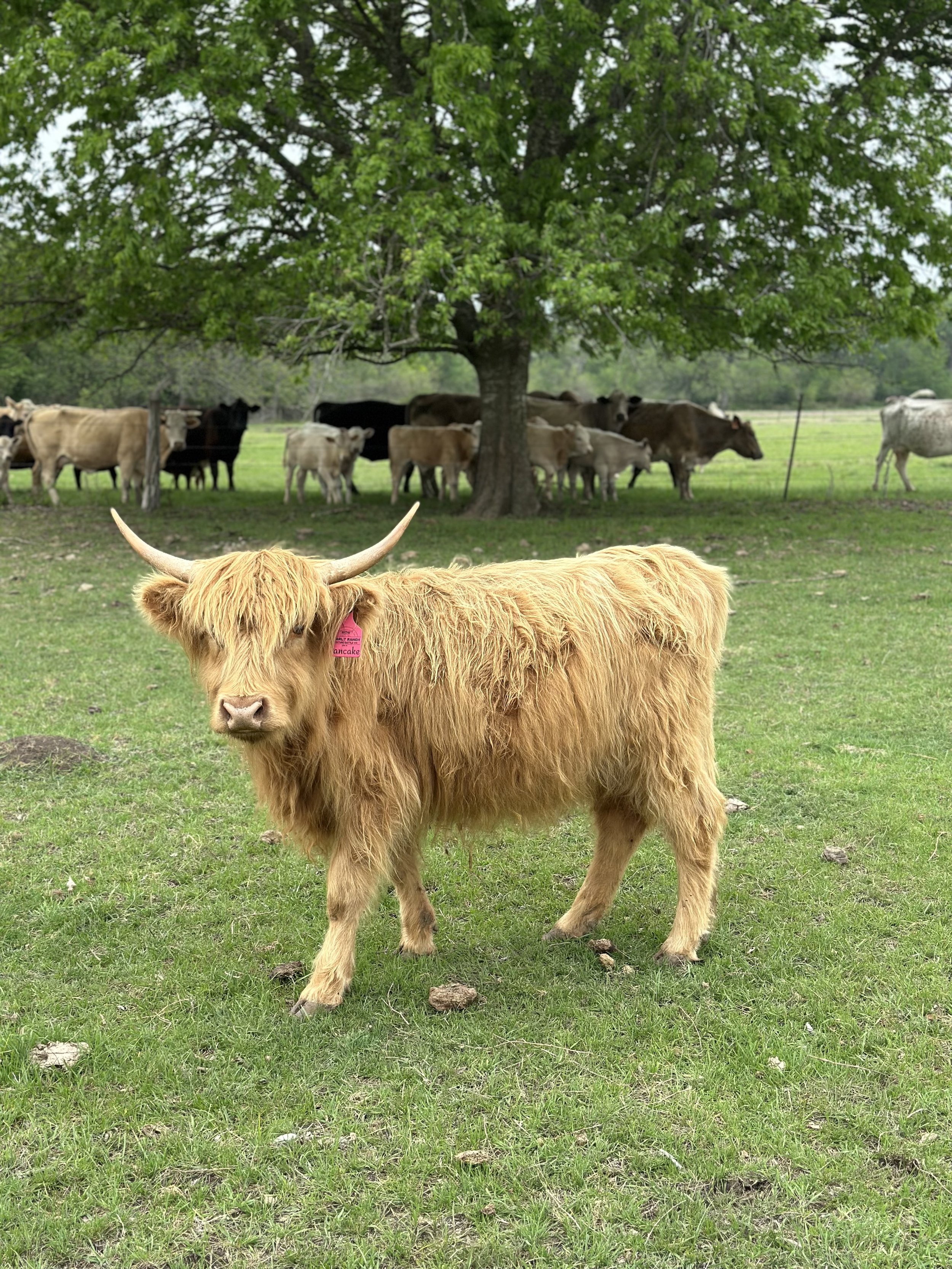 Miniature Cattle — Pearly Ranch