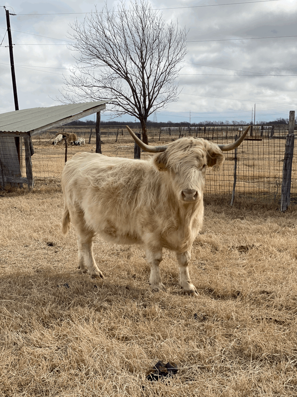 Miniature Cattle — Pearly Ranch