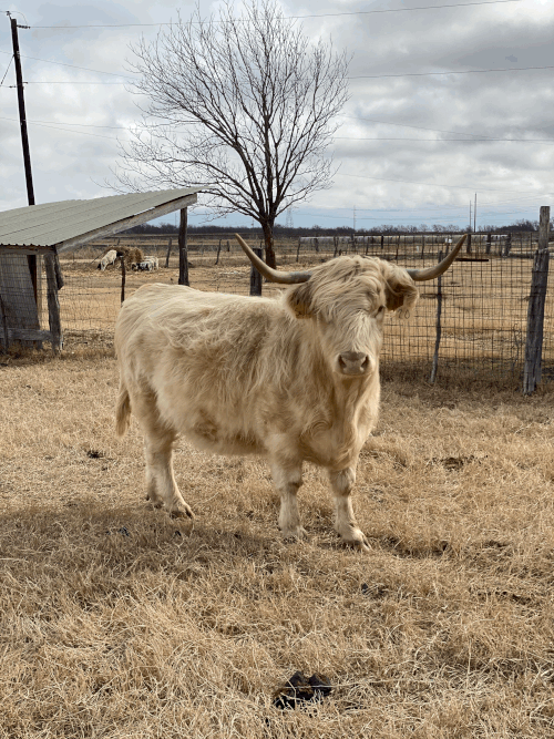 Miniature Cattle — Pearly Ranch