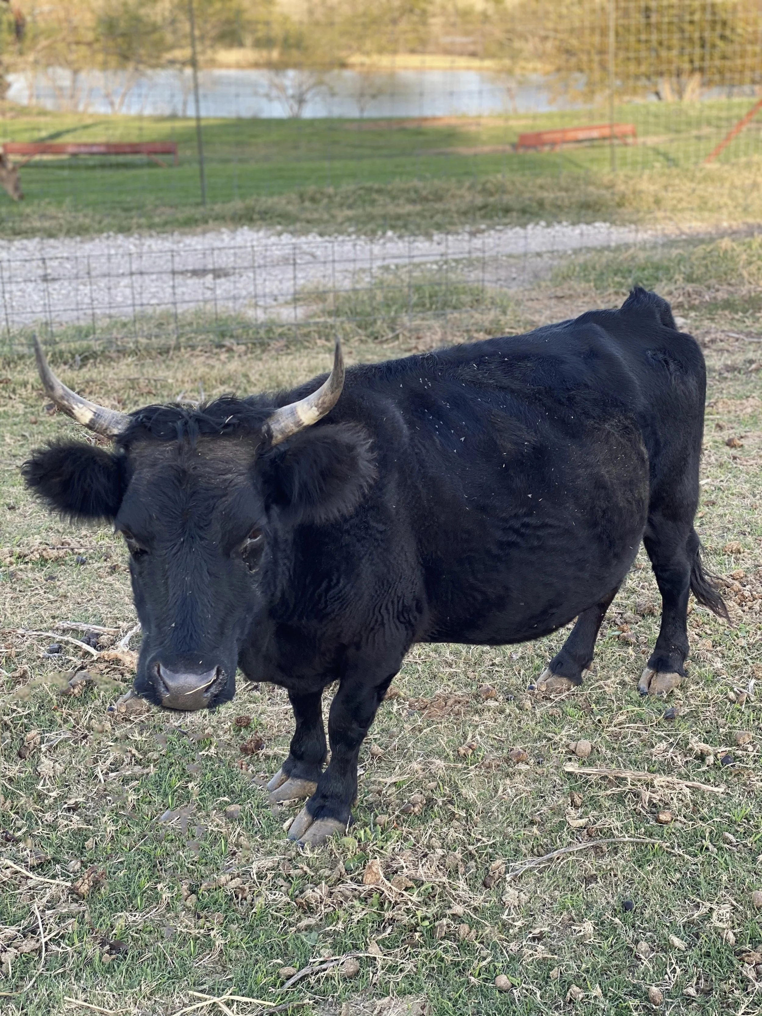 Miniature Cattle — Pearly Ranch