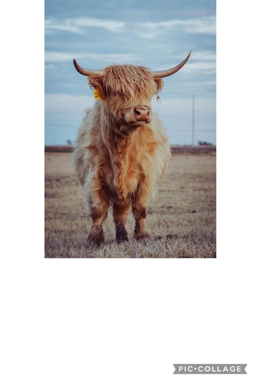 Miniature Cattle — Pearly Ranch