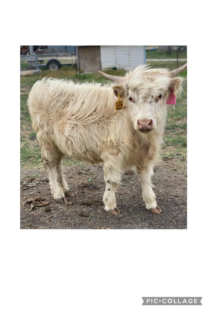 Miniature Cattle — Pearly Ranch
