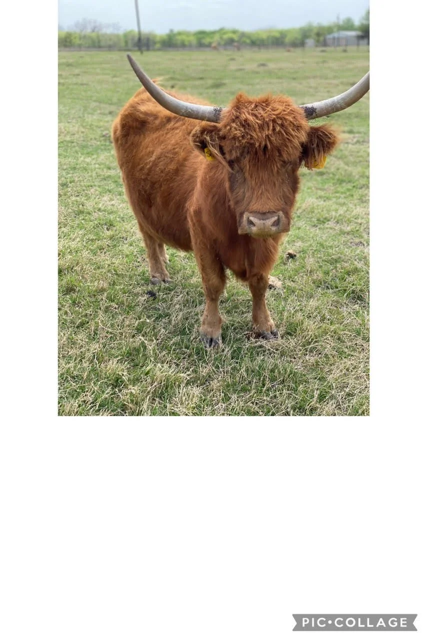 Miniature Cattle — Pearly Ranch