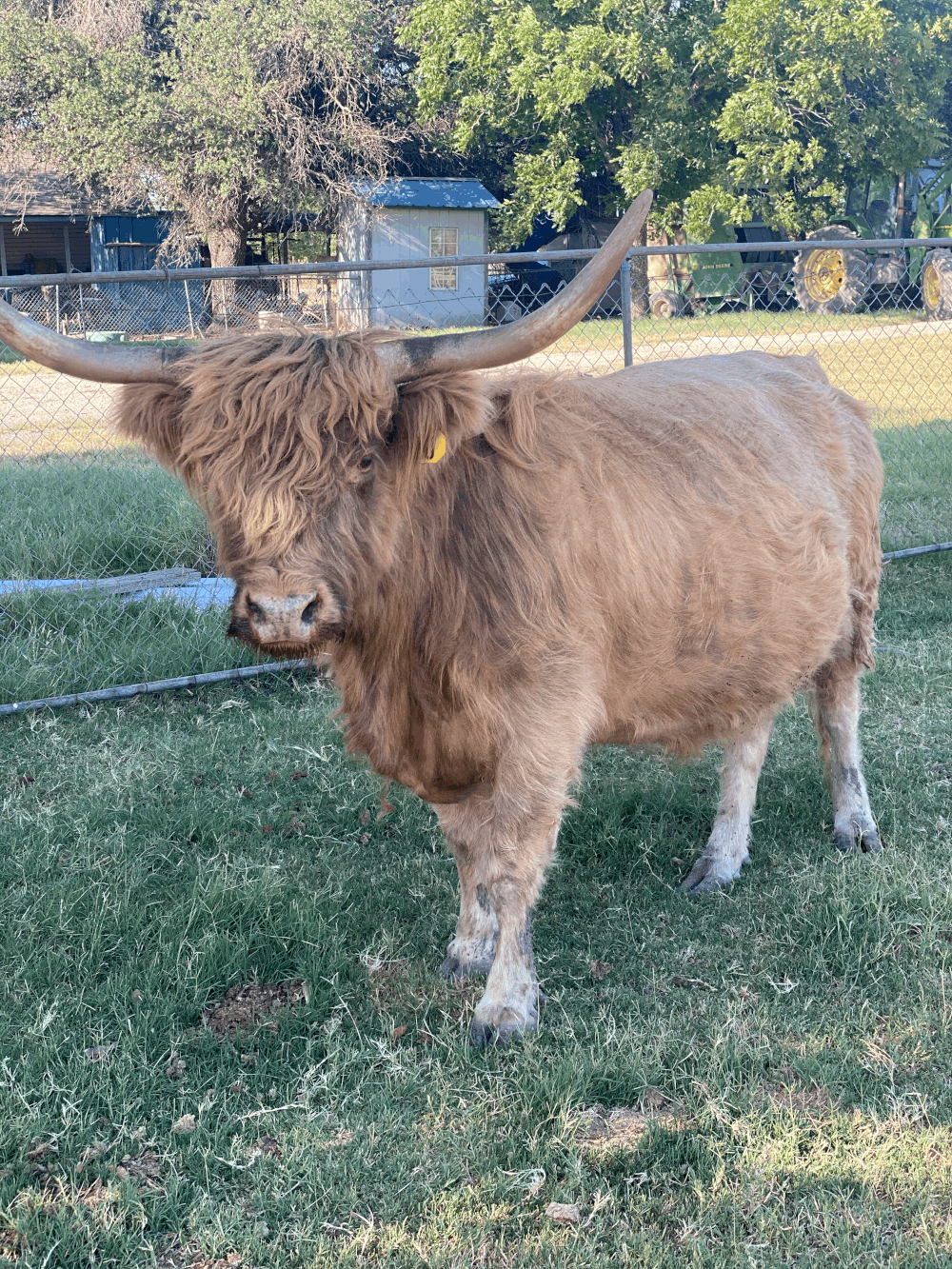 Miniature Cattle — Pearly Ranch