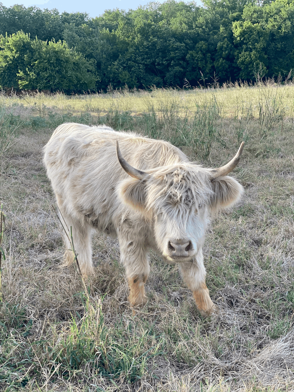 Miniature Cattle — Pearly Ranch
