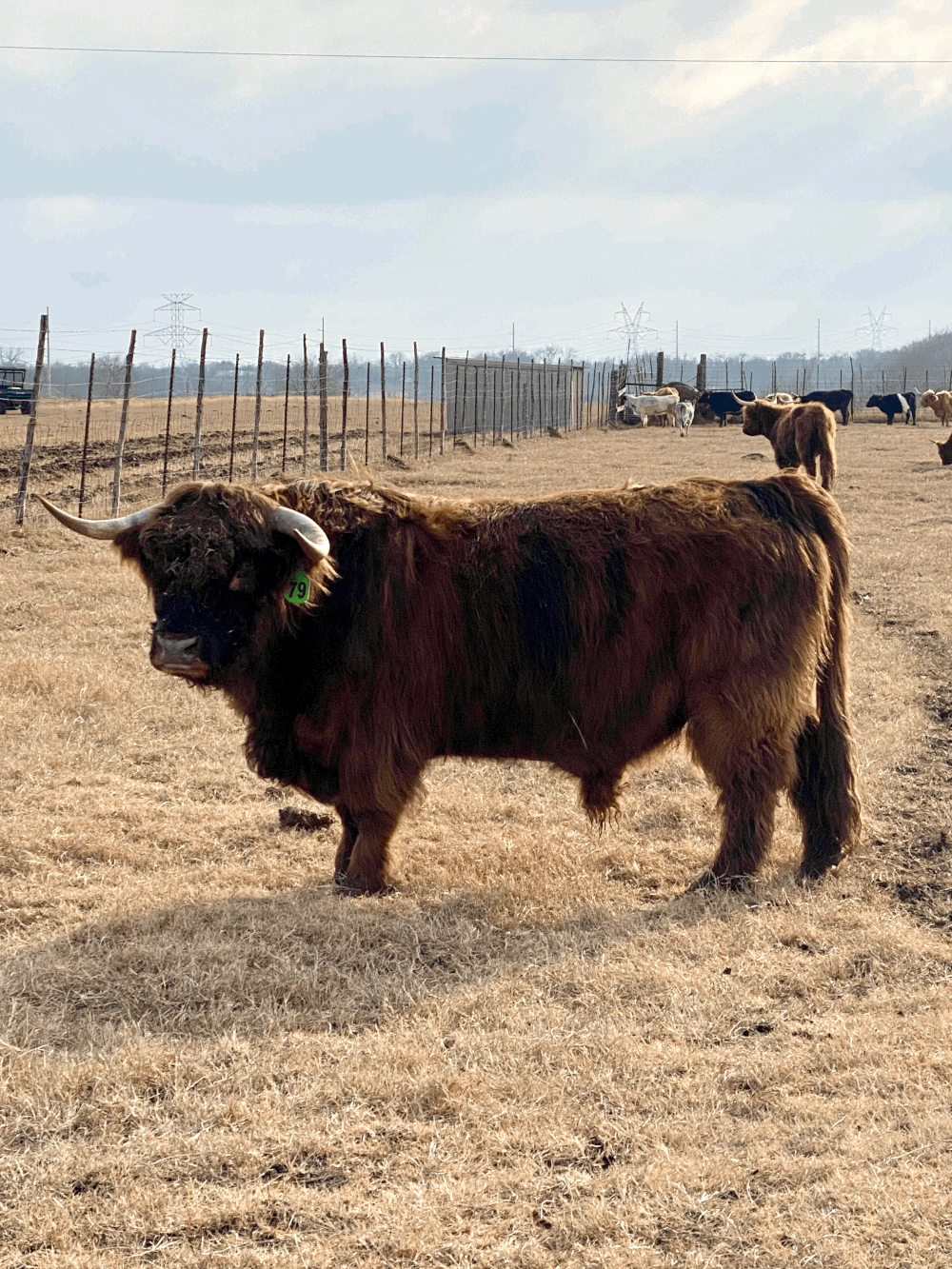 Bulls — Pearly Ranch