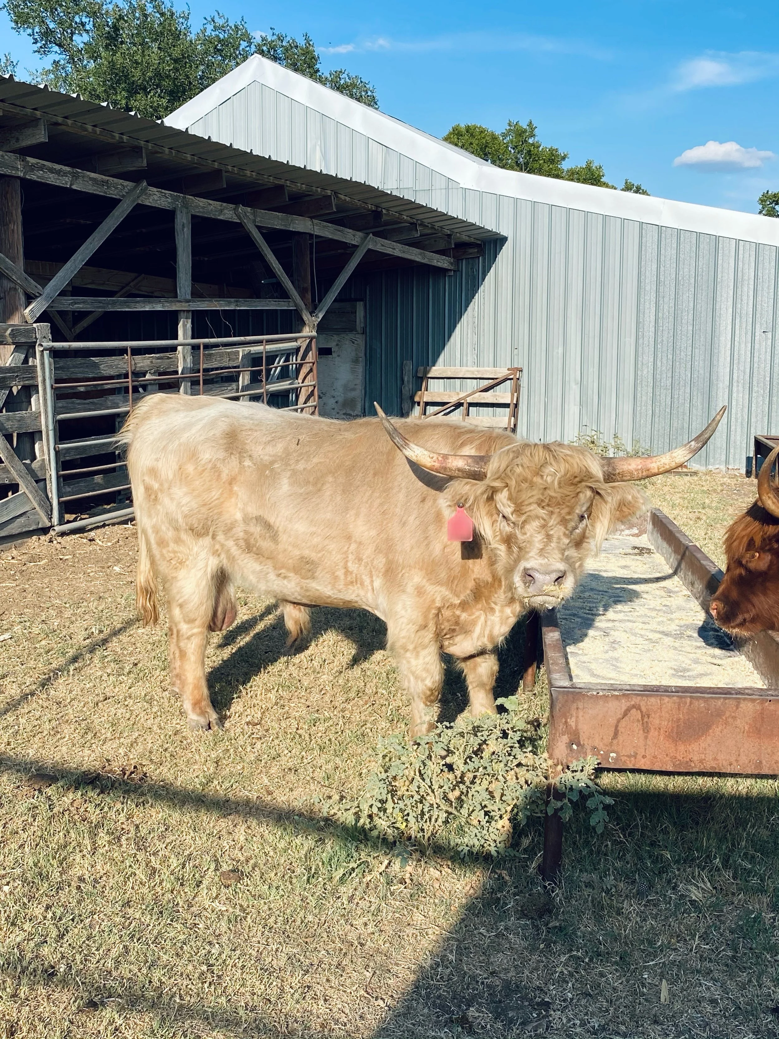 Bulls — Pearly Ranch