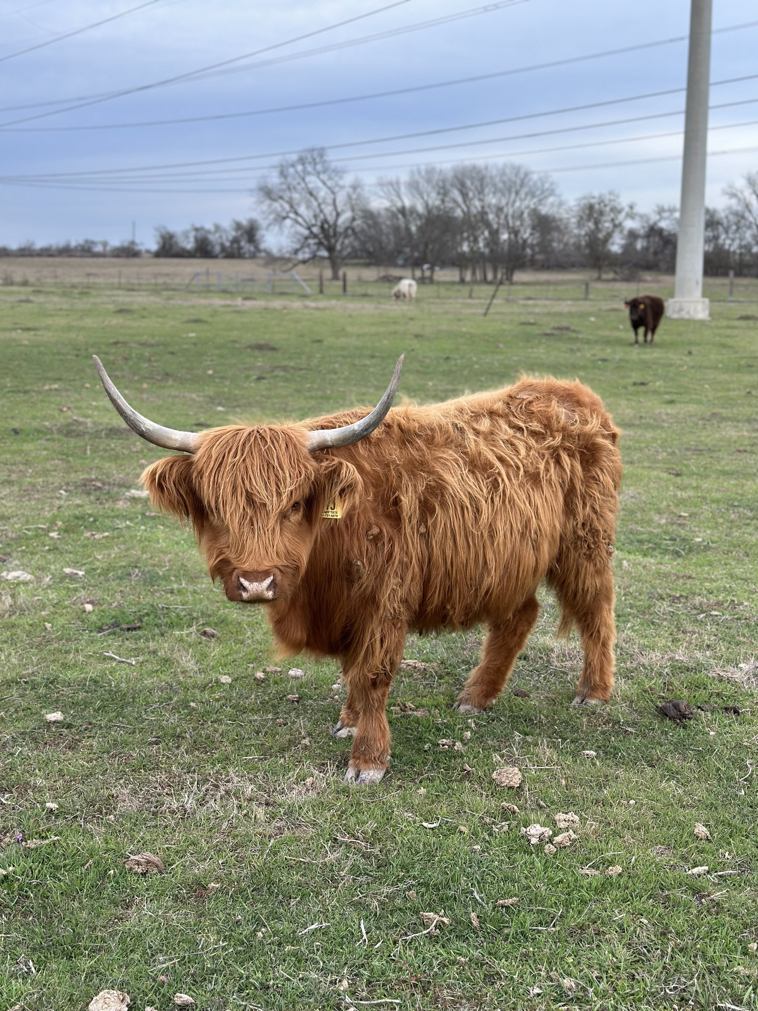 Miniature Cattle — Pearly Ranch