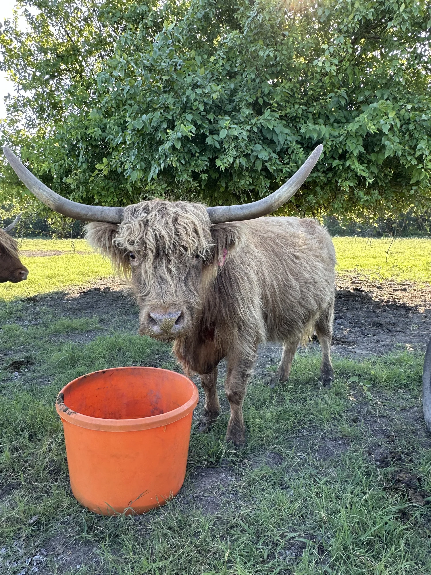 Miniature Cattle — Pearly Ranch