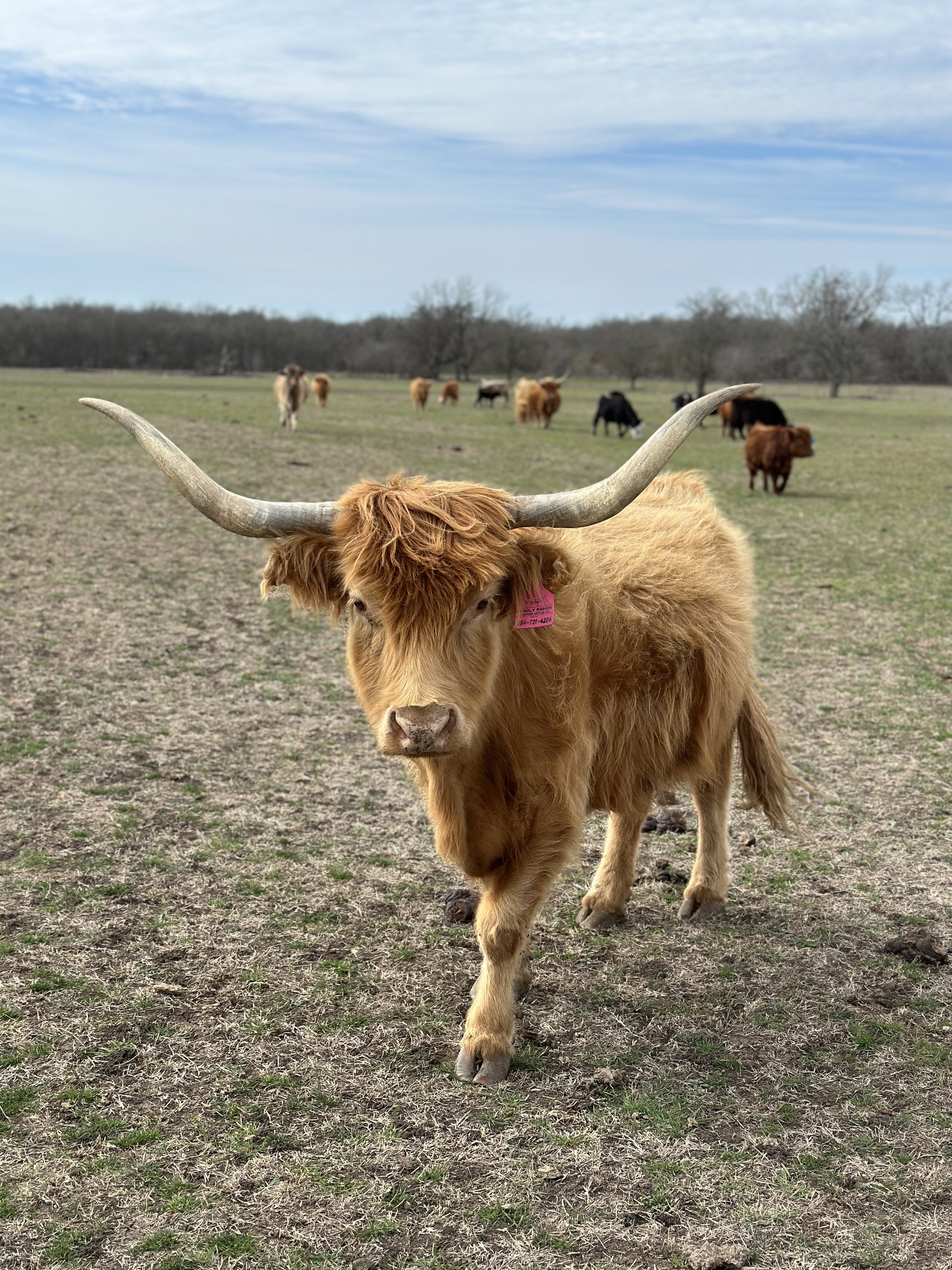 Miniature Cattle — Pearly Ranch