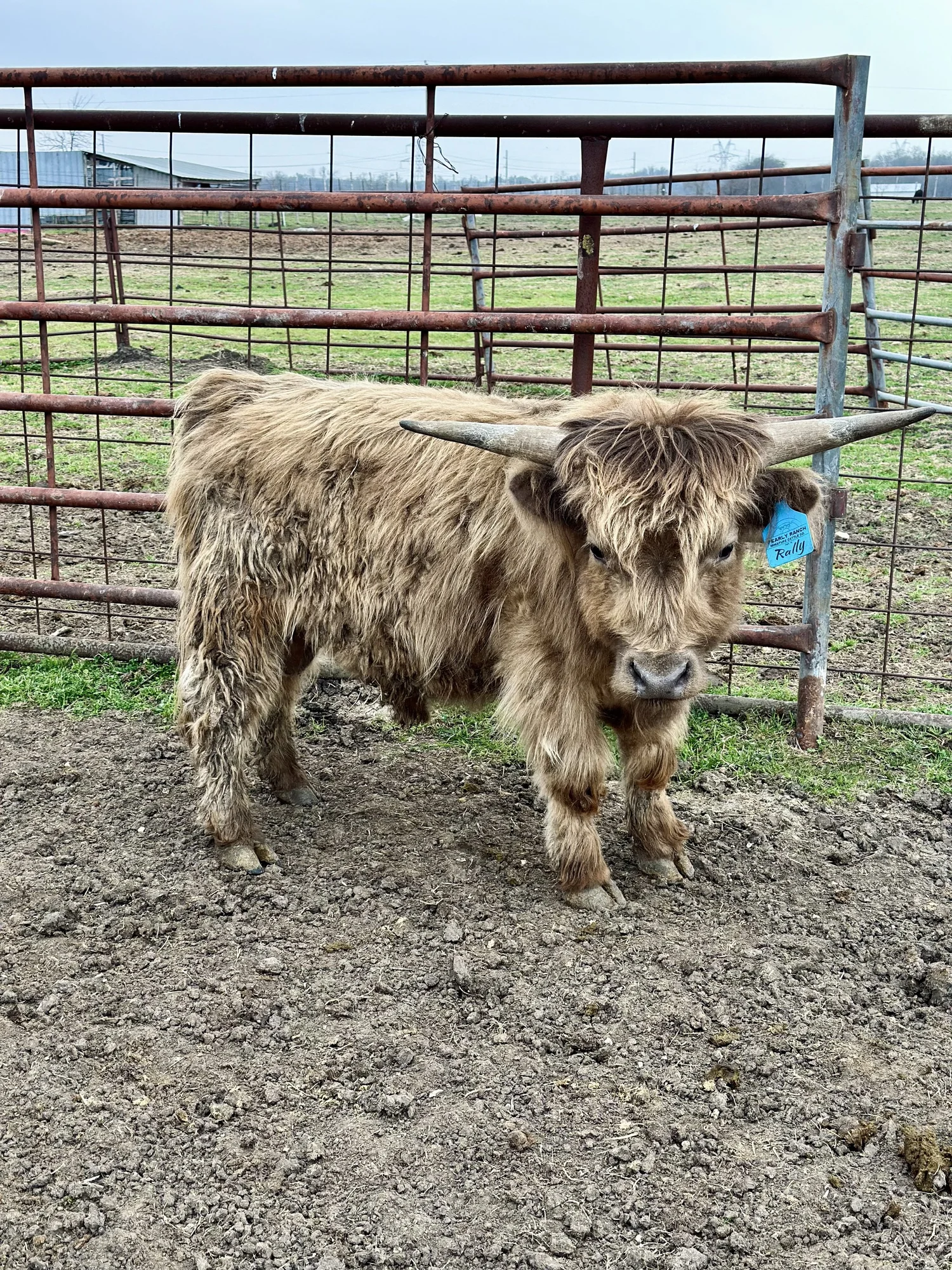 Bulls — Pearly Ranch
