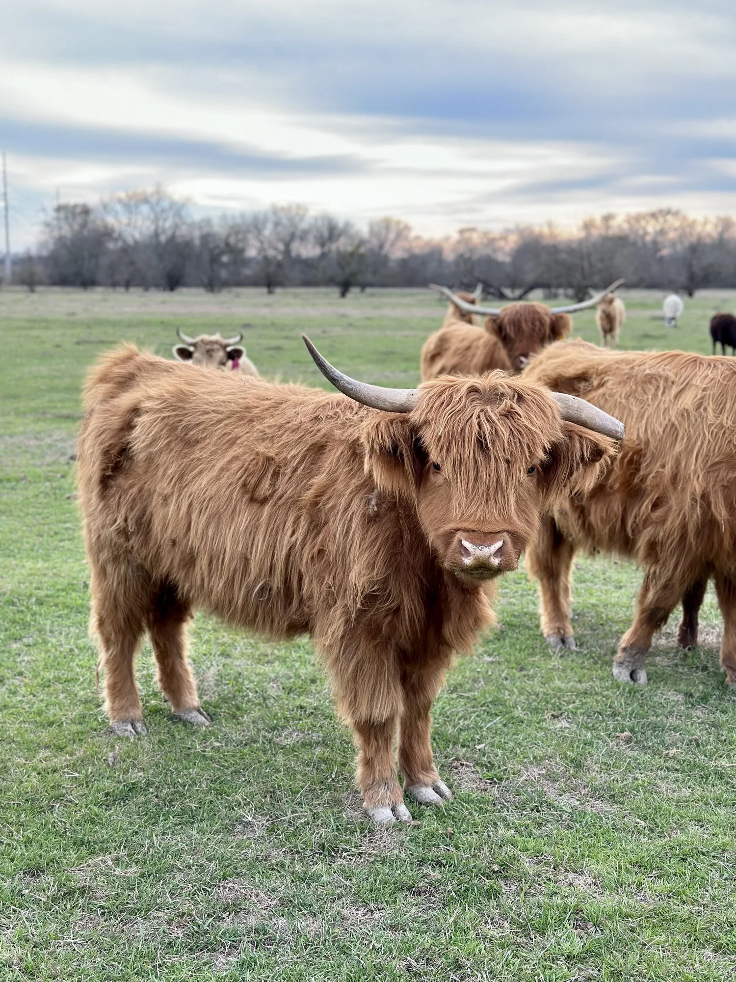 Miniature Cattle — Pearly Ranch
