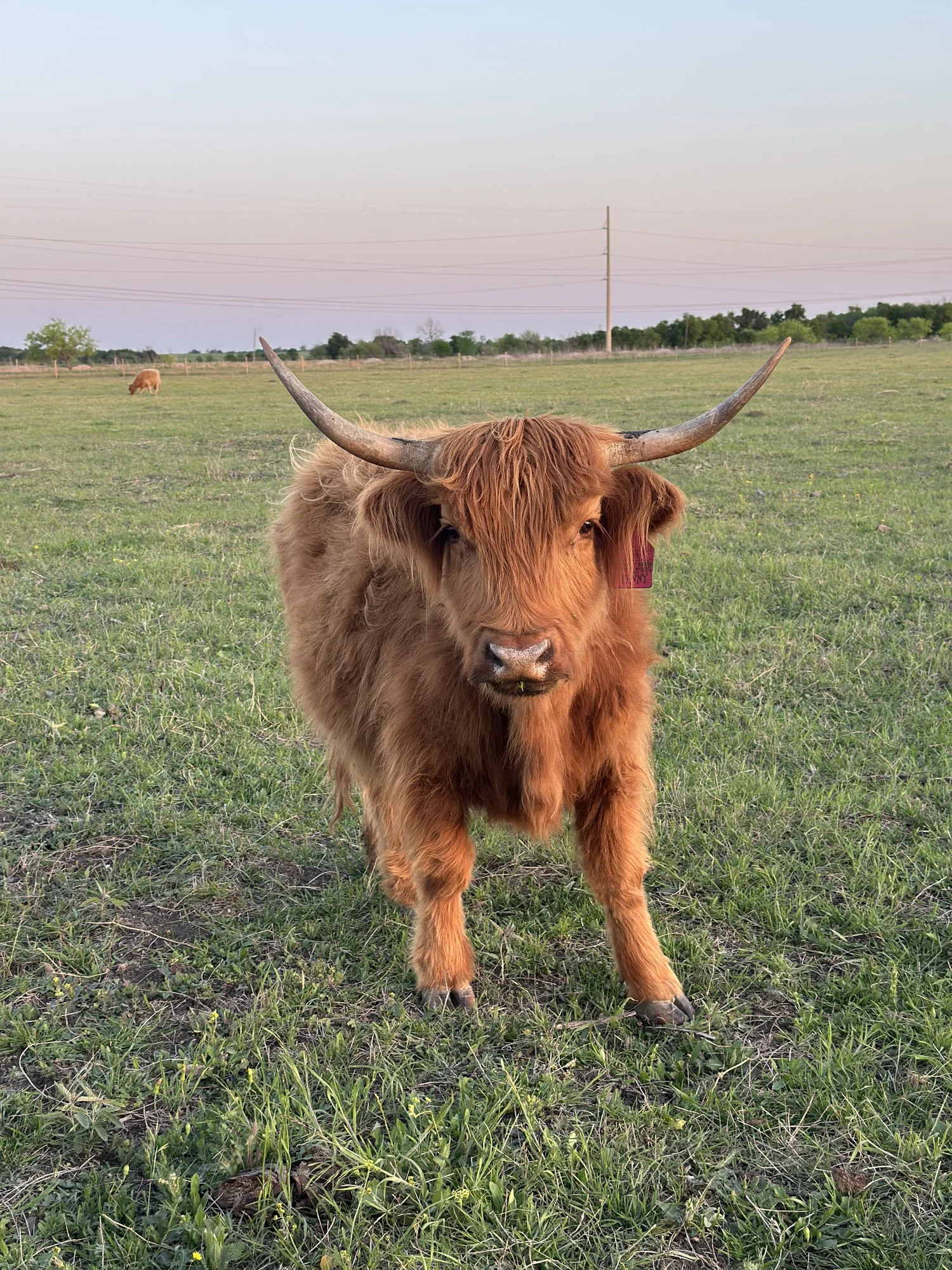 Miniature Cattle — Pearly Ranch