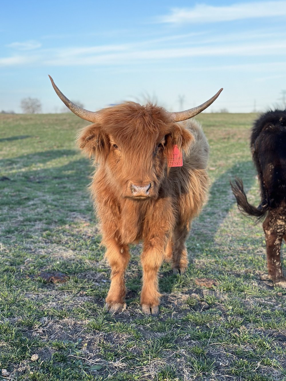 Miniature Cattle — Pearly Ranch